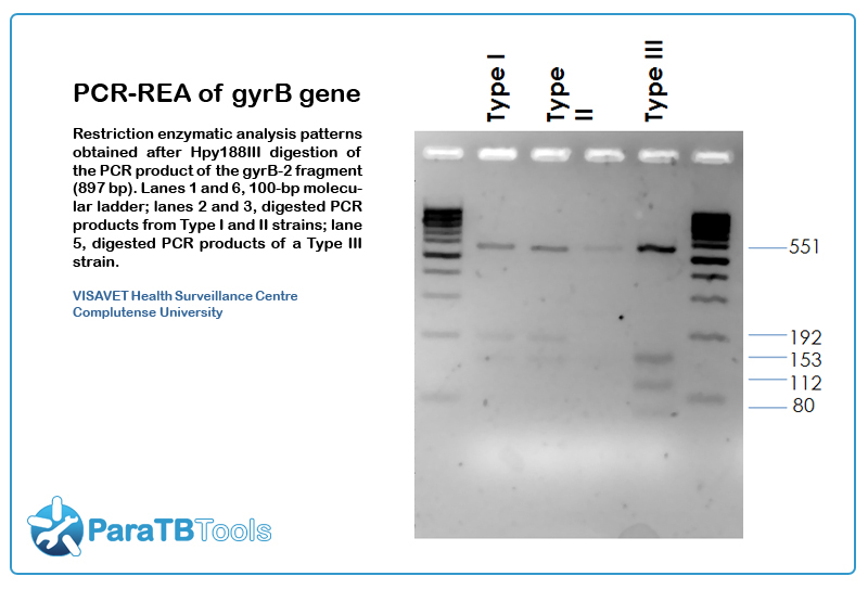 ParaTBTools | Research | Molecular Biology
